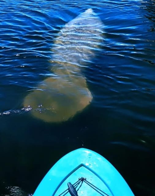 Cocoa Beach/Merritt Island: Guided Dolphin and Manatee Tour - Why This Tour Is Worth Considering