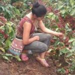 Coffee Plantation Experience - Practical Aspects and Considerations