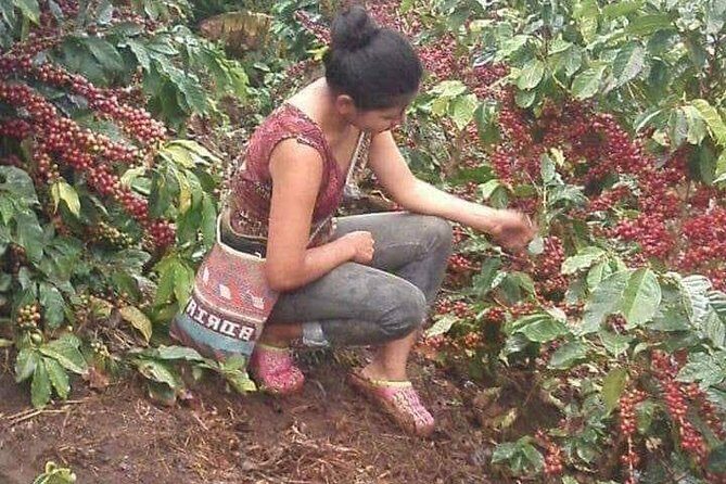 Coffee Plantation Experience - Practical Aspects and Considerations