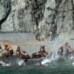 Columbia Glacier Cruise from Valdez - The Experience: What You Can Expect
