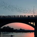 Congress Bridge Kayaking Bat Tour - Why This Tour Is a Great Choice