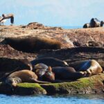 Coronado Island Visit and Sea Lions Swimming - The Itinerary in Detail: What to Expect