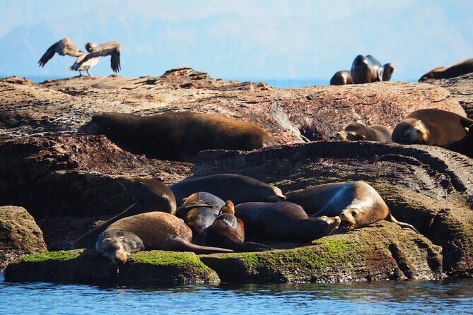 Coronado Island Visit and Sea Lions Swimming - The Itinerary in Detail: What to Expect