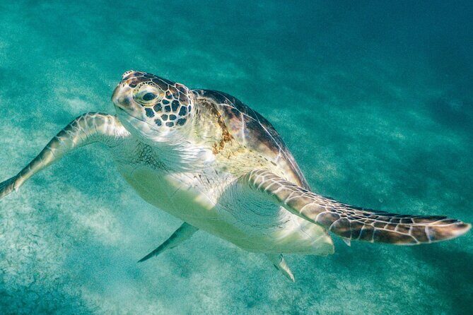 Costa Maya Snorkel Tour - What to Expect on the Tour