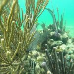 Costa Maya, snorkeling on the reef with fish, looking for turtles - The Value and Cost Breakdown