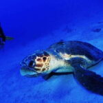 Costa Maya: Two Tank Fun Dive for Certified Divers - What Makes This Dive Experience Stand Out?