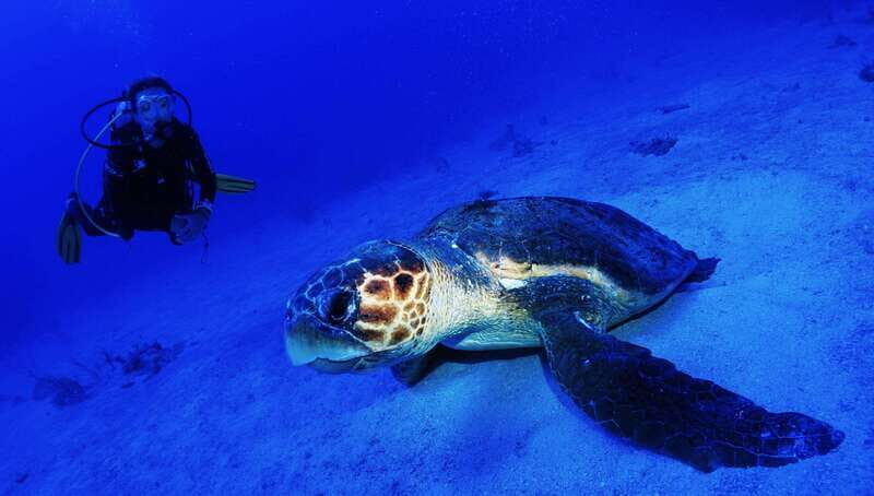 Costa Maya: Two Tank Fun Dive for Certified Divers - What Makes This Dive Experience Stand Out?