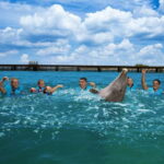Costa Mujeres: Swim with Dolphins - Final Thoughts: Is It Worth It?