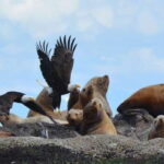 Cowichan Bay: Half-Day Whale & Wildlife Adventure - What the Tour Does Well—and What to Keep in Mind