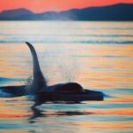 Cowichan Bay Half Day Whale & Wildlife Adventure - The Guides: Knowledge and Passion