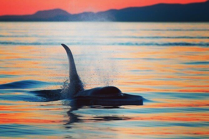 Cowichan Bay Half Day Whale & Wildlife Adventure - The Guides: Knowledge and Passion