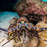 Cozumel Discover Scuba Diving from boat - Practical Details and Logistics