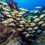 Cozumel Dive Package - Certified Divers from the Riviera Maya (4 dives) - FAQs