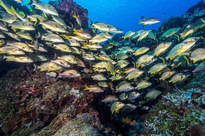 Cozumel Dive Package - Certified Divers from the Riviera Maya (4 dives) - FAQs