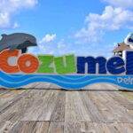 Cozumel: Dolphin Royal Swim and Manatee Interaction - What Past Travelers Say