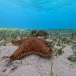 Cozumel, El Cielo: 4-Hour Shared Snorkeling Tour - Who Will Love This Tour?