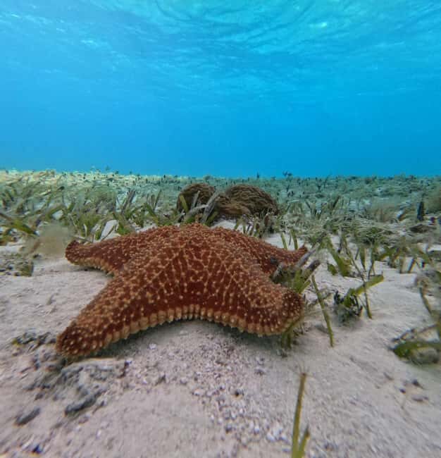 Cozumel, El Cielo: 4-Hour Shared Snorkeling Tour - Who Will Love This Tour?