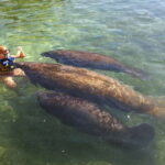 Cozumel: Manatee Encounter, Chankanaab Admission and Buffet - Authenticity and Guest Feedback