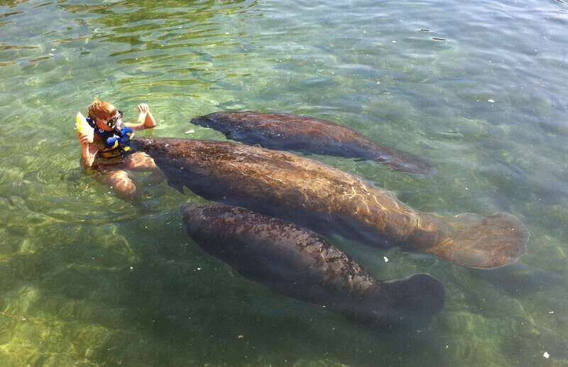 Cozumel: Manatee Encounter, Chankanaab Admission and Buffet - Authenticity and Guest Feedback
