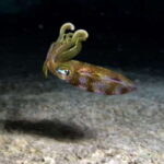 Cozumel: Night Snorkel Adventure - Key Points