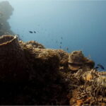 Cozumel: Ocean Dive - Who Will Love This Tour?