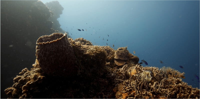Cozumel: Ocean Dive - Who Will Love This Tour?