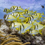 Cozumel: Open Water PADI Diver Course - What Makes This Course Stand Out?