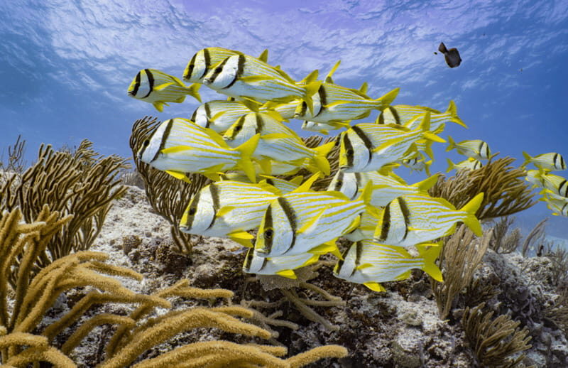 Cozumel: Open Water PADI Diver Course - What Makes This Course Stand Out?