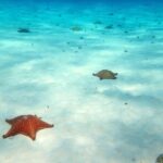 Cozumel Private 4-hour Boat Tour to El Cielo with Snorkeling - Who Should Consider This Tour?