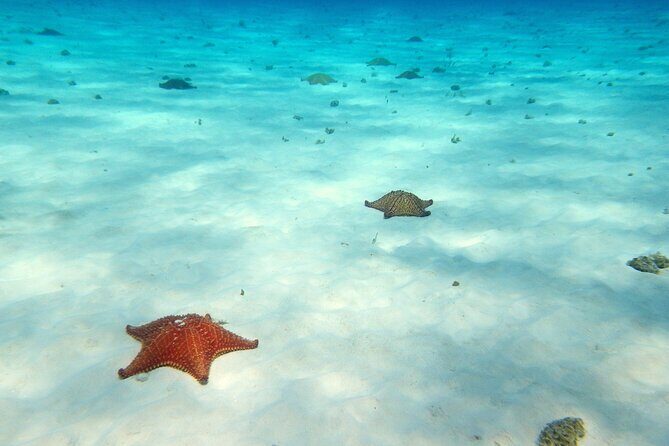 Cozumel Private 4-hour Boat Tour to El Cielo with Snorkeling - Who Should Consider This Tour?