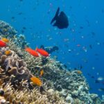 Cozumel Reef Snorkeling Tour - What Do the Reviews Tell Us?