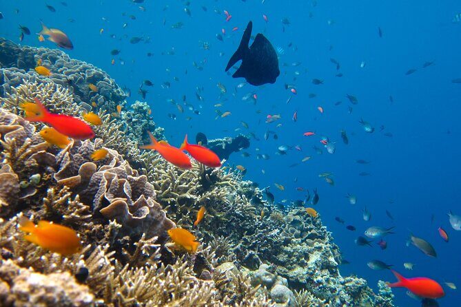 Cozumel Reef Snorkeling Tour - What Do the Reviews Tell Us?