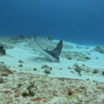 Cozumel Scuba Diving: 2 Tanks in the National Park for certified divers - What to Expect During the Day
