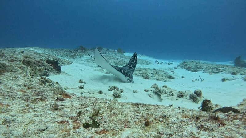 Cozumel Scuba Diving: 2 Tanks in the National Park for certified divers - What to Expect During the Day