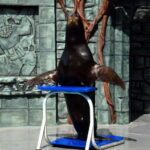 Cozumel: Sea Lion Program at Chankanaab Beach Adventure Park - What to expect from the Sea Lion Program