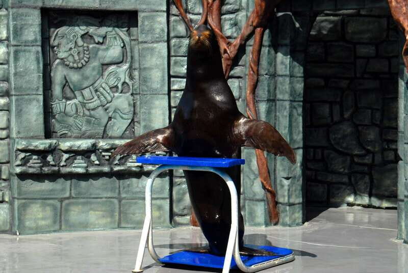 Cozumel: Sea Lion Program at Chankanaab Beach Adventure Park - What to expect from the Sea Lion Program