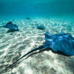 Cozumel: Snorkel and Swim with Stingrays - Authentic Experiences and Practical Insights