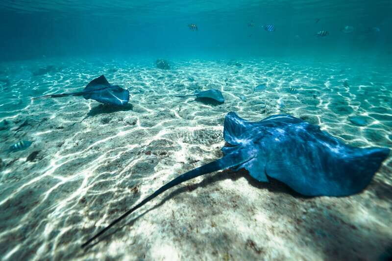 Cozumel: Snorkel and Swim with Stingrays - Authentic Experiences and Practical Insights