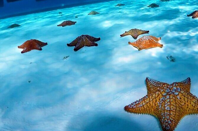 Cozumel: Snorkel at El Cielo, Colombia Reef & Palancar Reef - What Makes This Tour Stand Out?