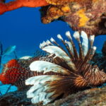 Cozumel: Snorkeling Boat Tour - Who Will Love This Tour?