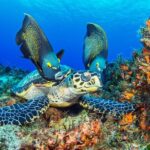 Cozumel Snorkeling Tour from Playa del Carmen - Final Thoughts