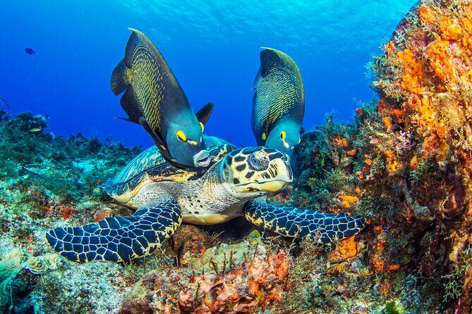 Cozumel Snorkeling Tour from Playa del Carmen - Final Thoughts