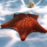 Cozumel Snorkeling Tour: Palancar, Columbia and El Cielo Reefs - A Closer Look at the Itinerary and What to Expect