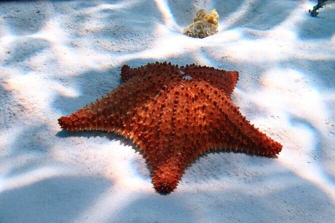 Cozumel Snorkeling Tour: Palancar, Columbia and El Cielo Reefs - A Closer Look at the Itinerary and What to Expect