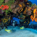 Cozumel: South Marine Park & Cozumel Reef Scuba Diving Tour - Authentic Experiences and Real-World Feedback