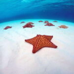 Cozumel: Transparent bottom boat tour and snorkeling activity. - Is It Worth the Price?