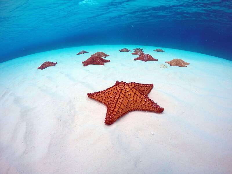 Cozumel: Transparent bottom boat tour and snorkeling activity. - Is It Worth the Price?