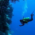 Cozumel: Twilight and Night Dive for Certified Divers - The Unique Charm of Night Diving in Cozumel