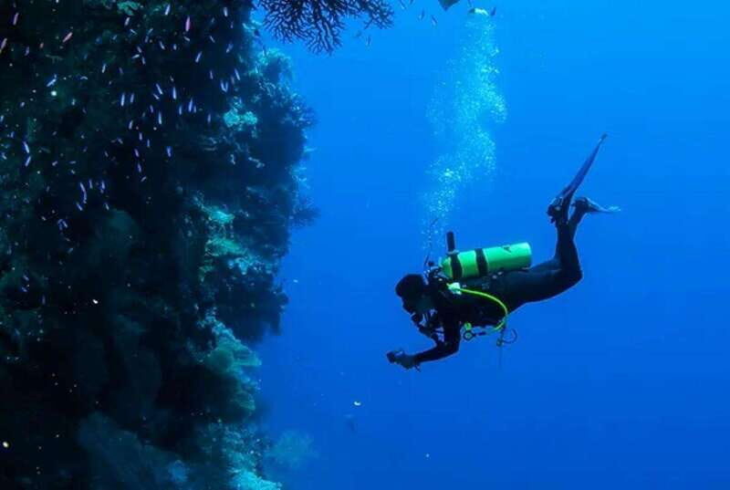 Cozumel: Twilight and Night Dive for Certified Divers - The Unique Charm of Night Diving in Cozumel