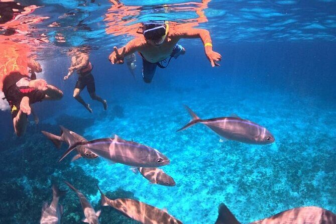 Cozumel's Best: Snorkel Adventure in El Cielo and El Cielito - Authentic Marine Encounters & Highlights